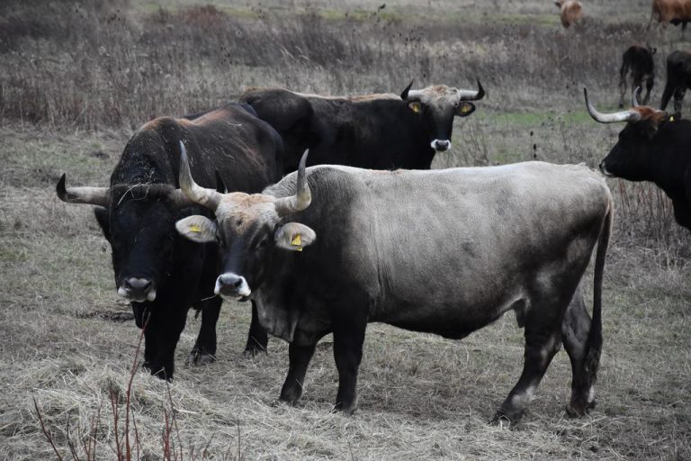 Heckrinder | eric wollesen